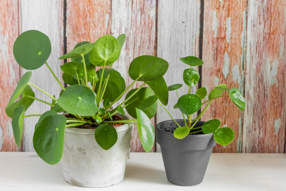 Money Plant Grow Guide: How to Grow a Money Plant - 2022 - MasterClass