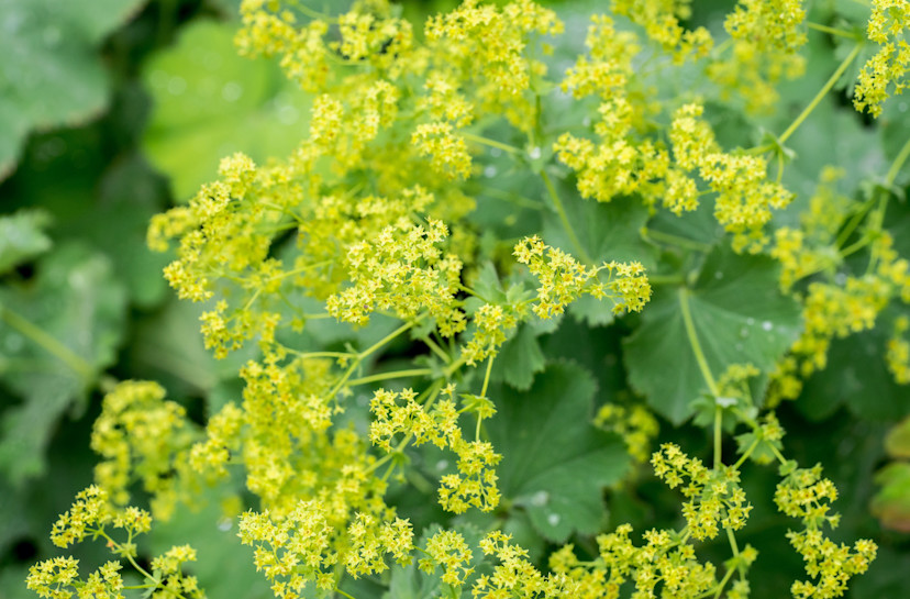 How to Grow and Care for Lady’s Mantle in Your Garden - 2025 - MasterClass