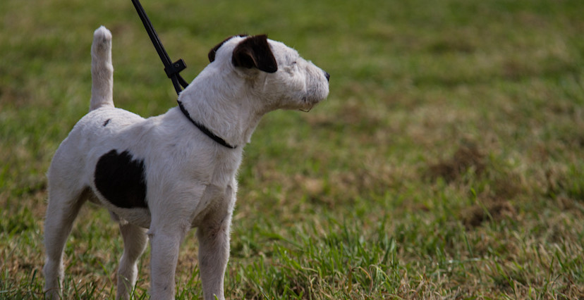 Slip Lead: How to Use a Slip Lead in 4 Steps - 2026 - MasterClass