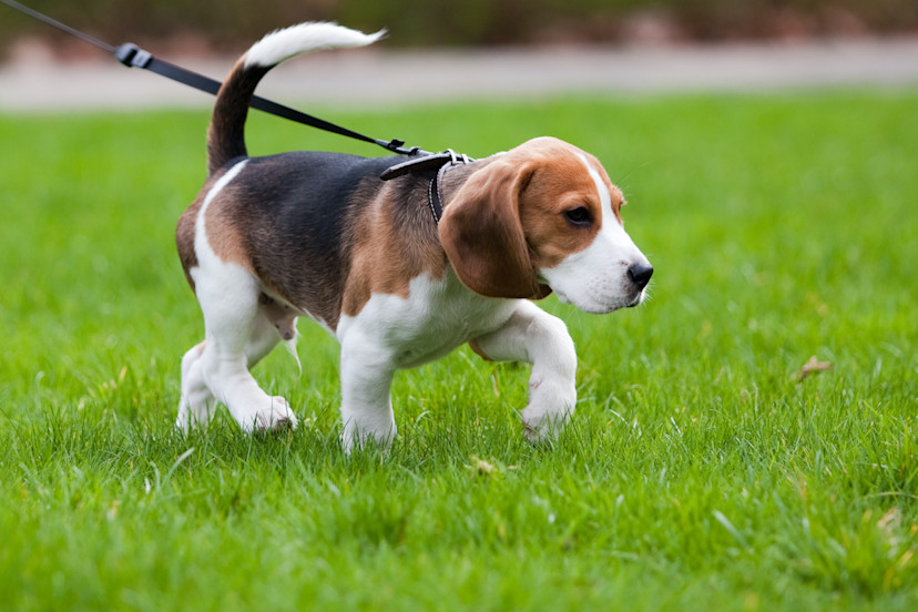 How Often Should I Take My Dog Out? 3 Factors to Consider - 2025 ...
