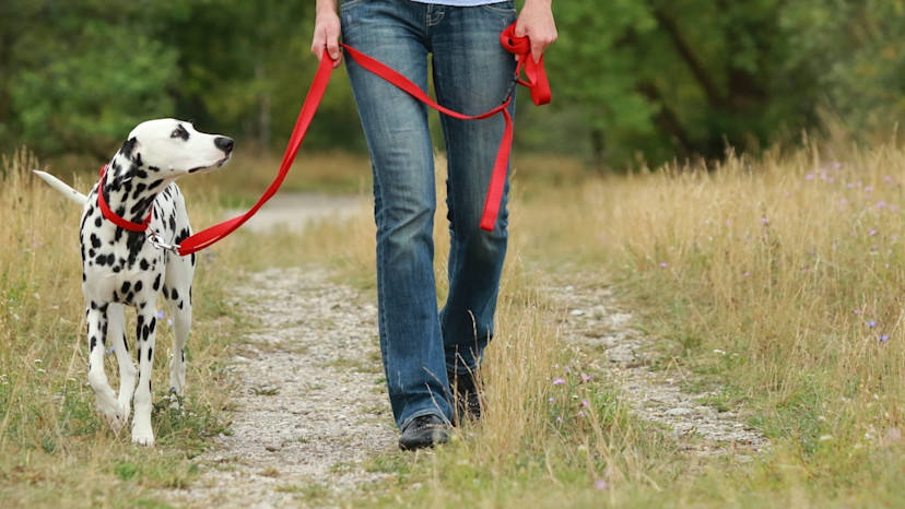 How to Train Your Dog to Walk on a Leash in 4 Steps - 2026 - MasterClass