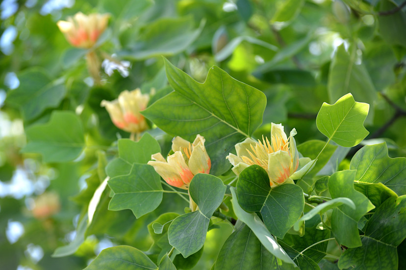 Tulip Tree Care Guide: How to Grow Tulip Trees - 2025 - MasterClass