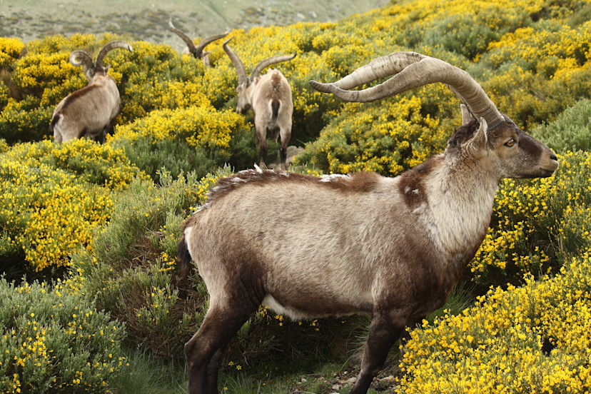 Extinct Animals Guide: How Species Become Extinct - 2025 - MasterClass