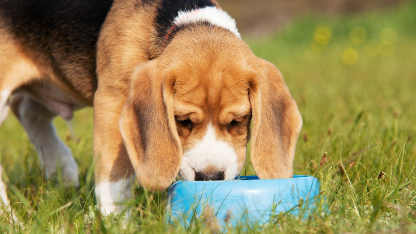 Can Dogs Eat Kale? Risks and Benefits of Kale for Dogs - 2025 - MasterClass