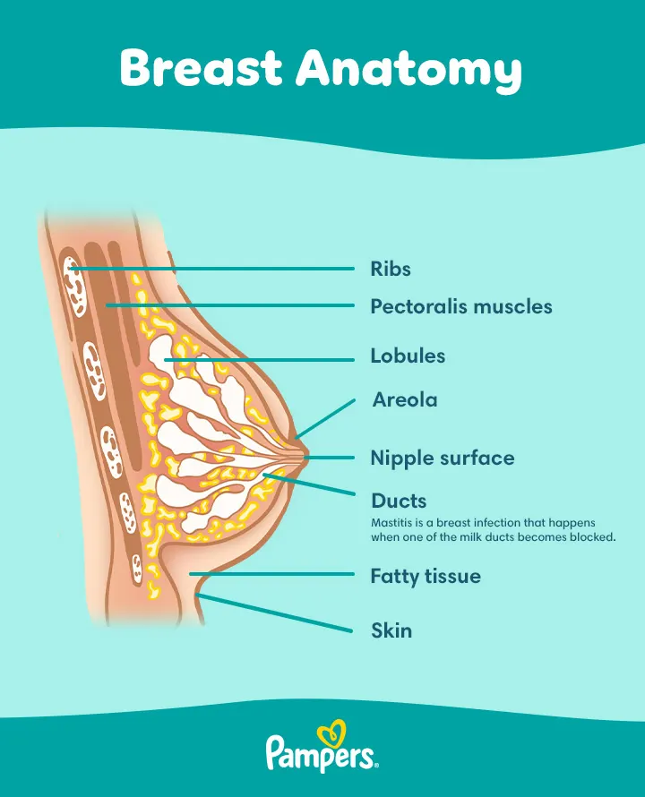 Acute Mastitis PDF] Acute Mastitis Caused By Pasteurella Multocida In