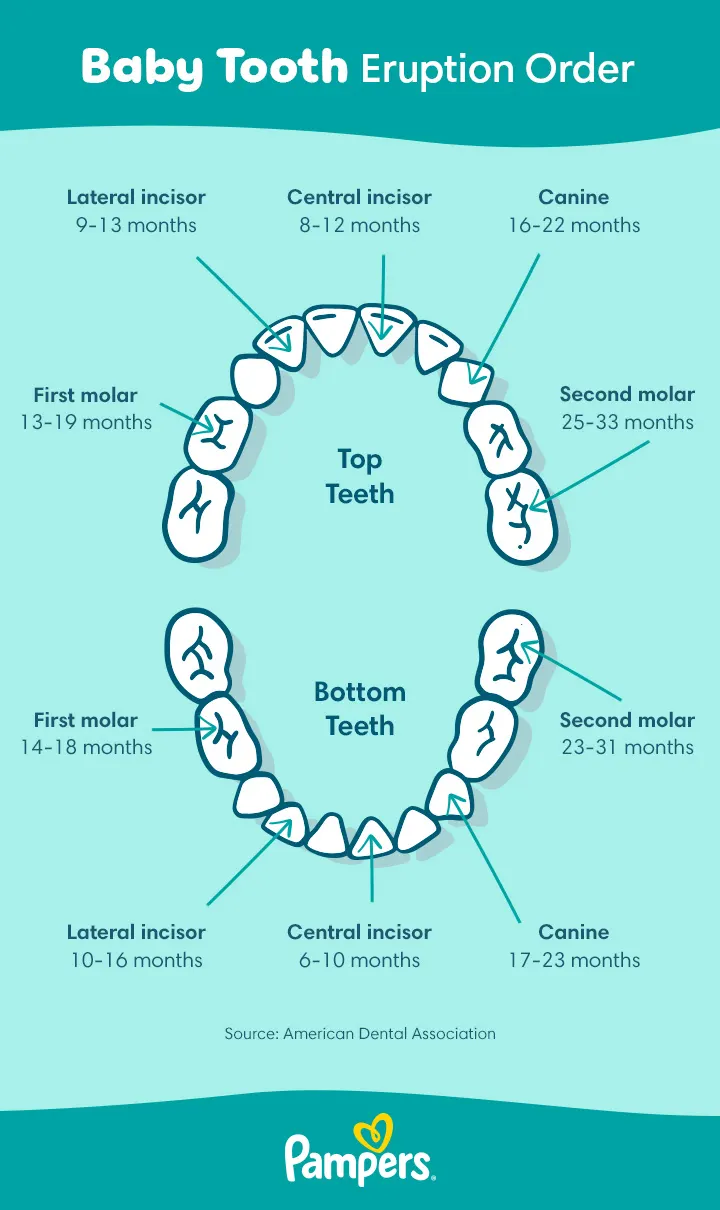 Baby Teeth Chart & Teething Timeline | Pampers UK