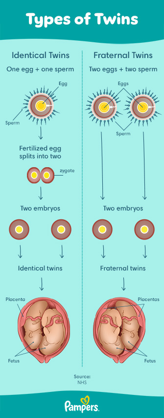 Fraternal Twins In The Womb Key Differences Between Single And Twin