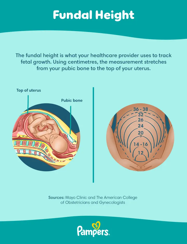 Baby Bump – Week by Week | Pampers UK