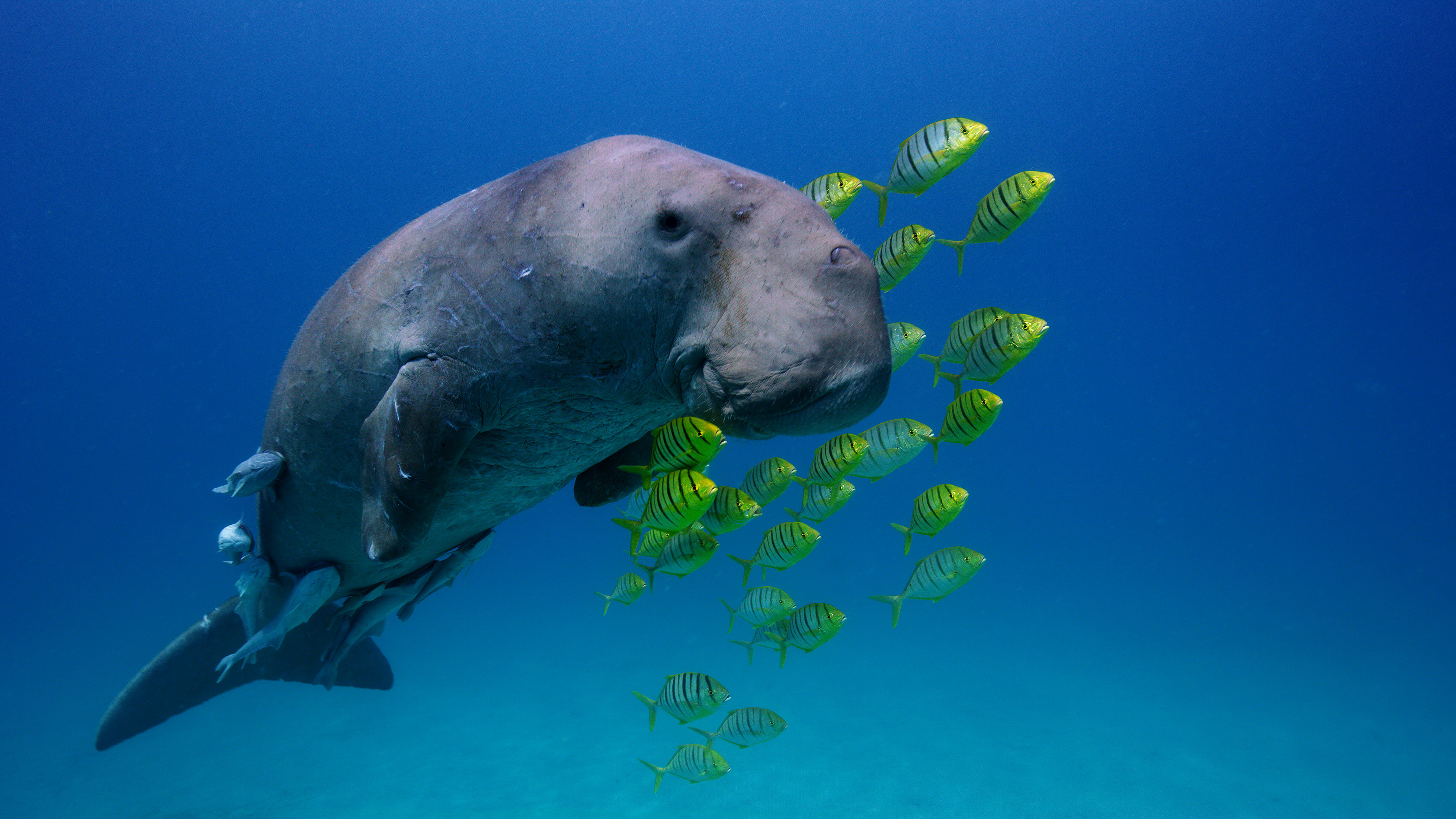 Secrets of the Sea