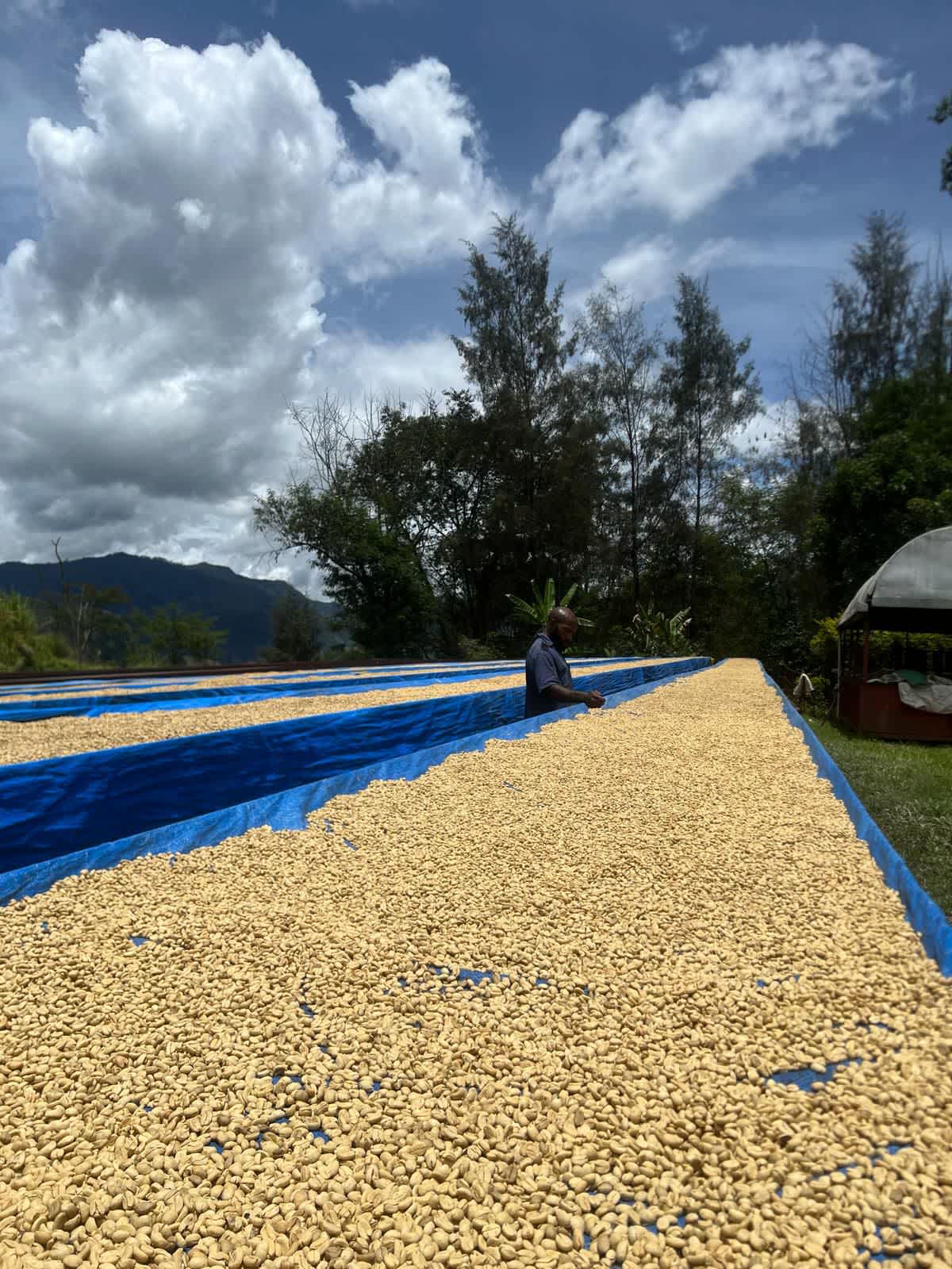 Papua New Guinea — Origin Spotlight | Allpress Espresso