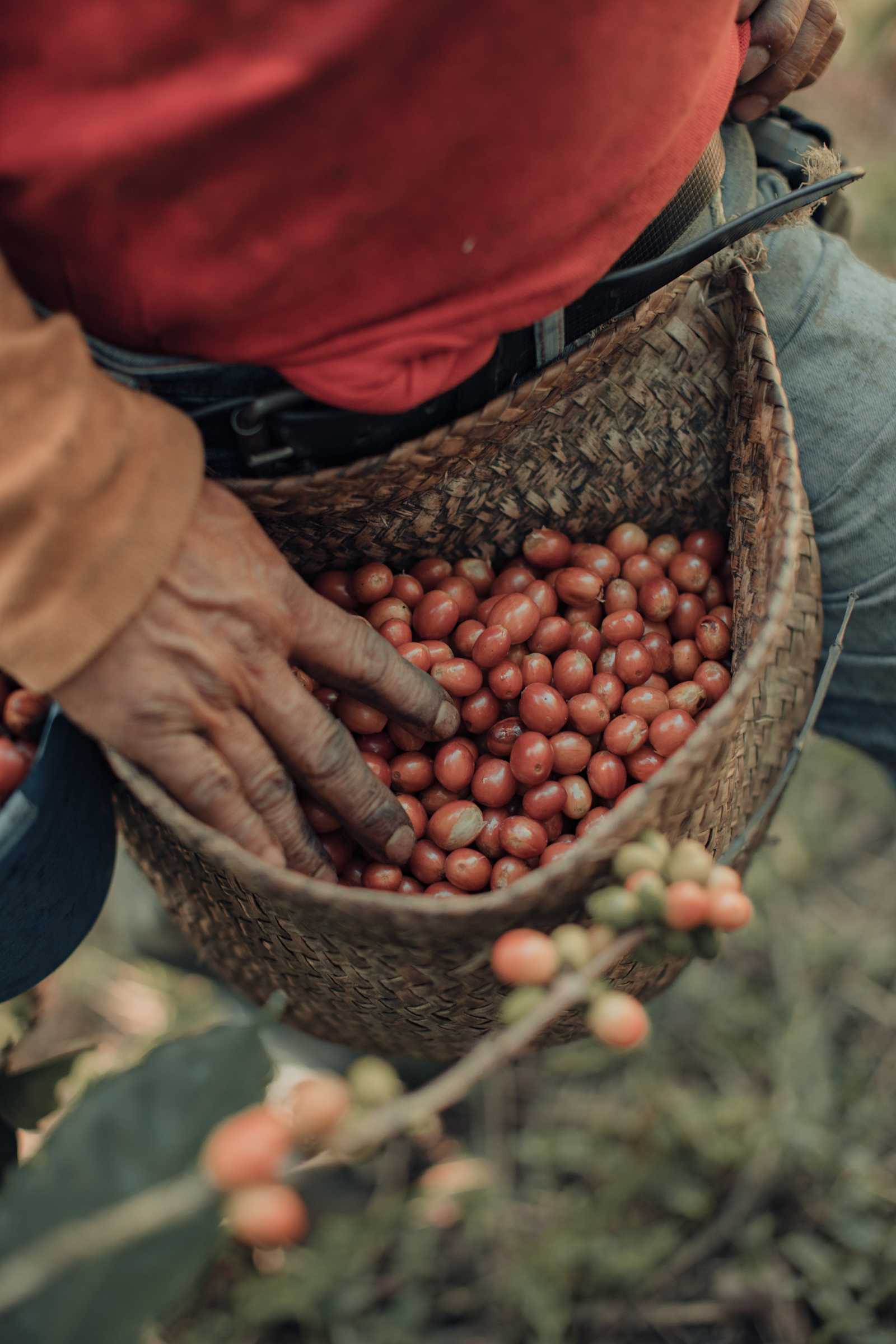 Biodynamic coffee farming with El Equimite | Allpress Espresso
