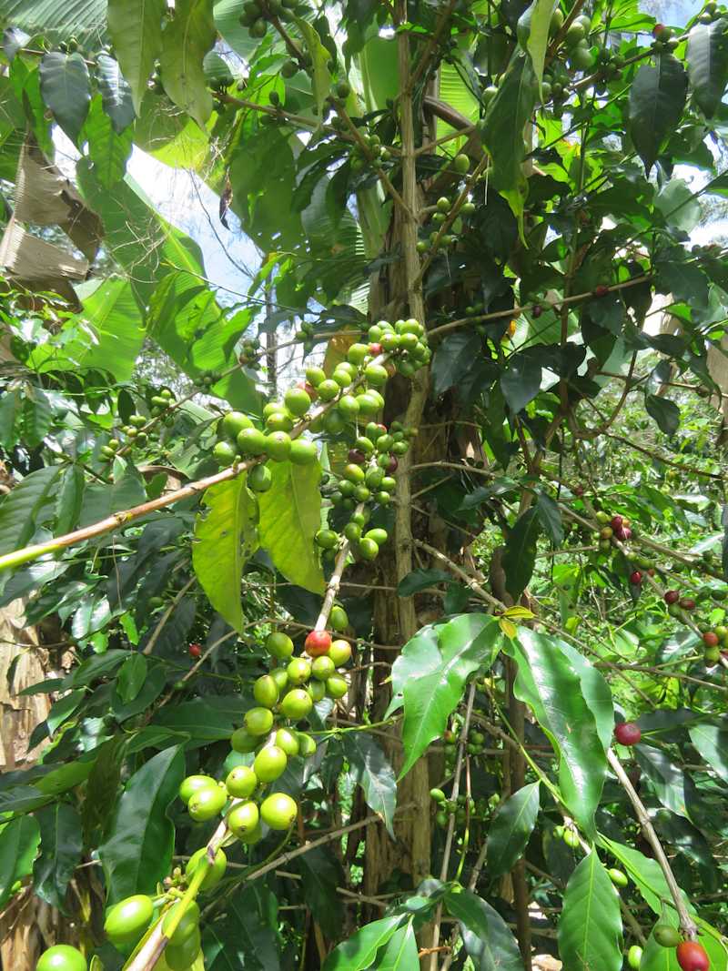 Bringing PNG coffee to the world - On the ground at origin | Allpress ...