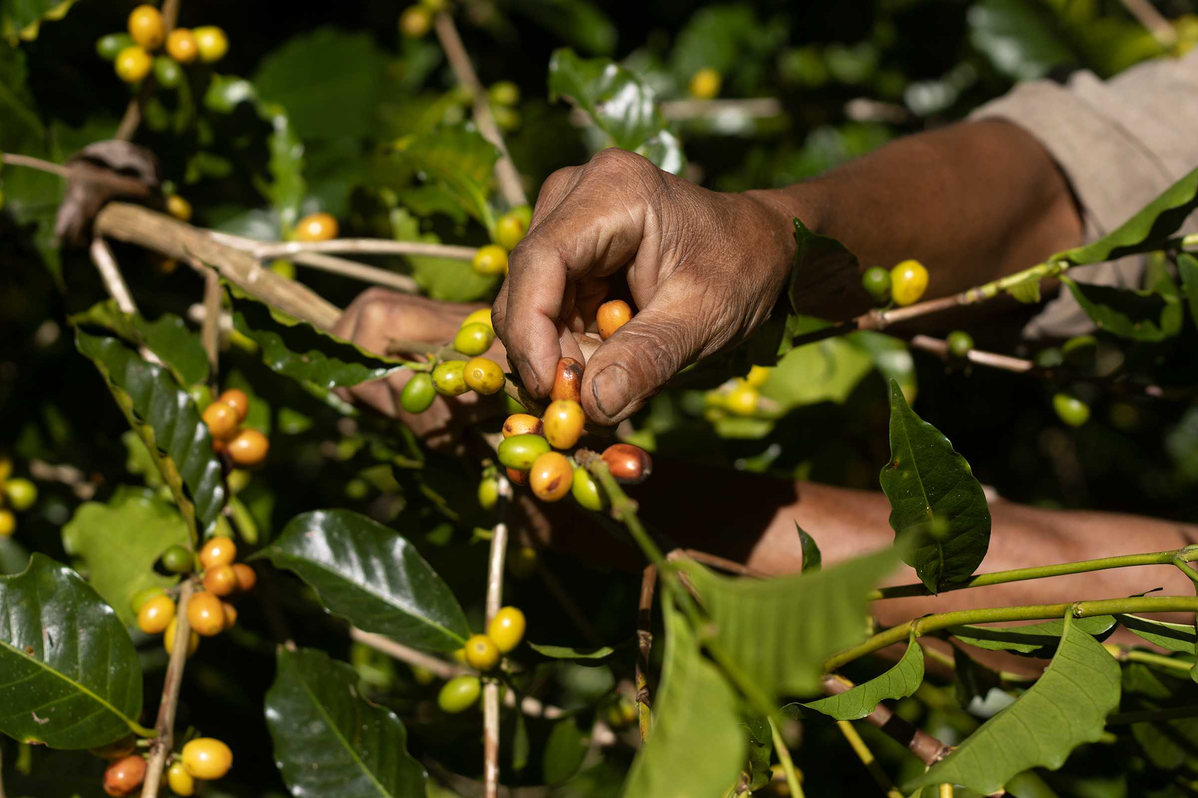Biodynamic coffee farming with El Equimite | Allpress Espresso