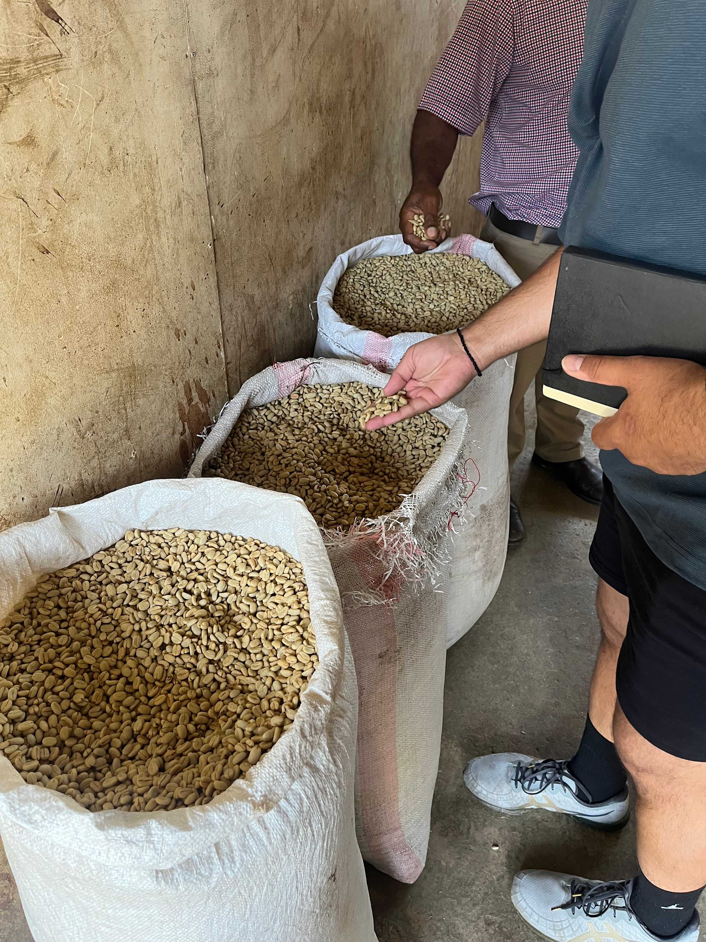 Bringing PNG coffee to the world - On the ground at origin | Allpress ...