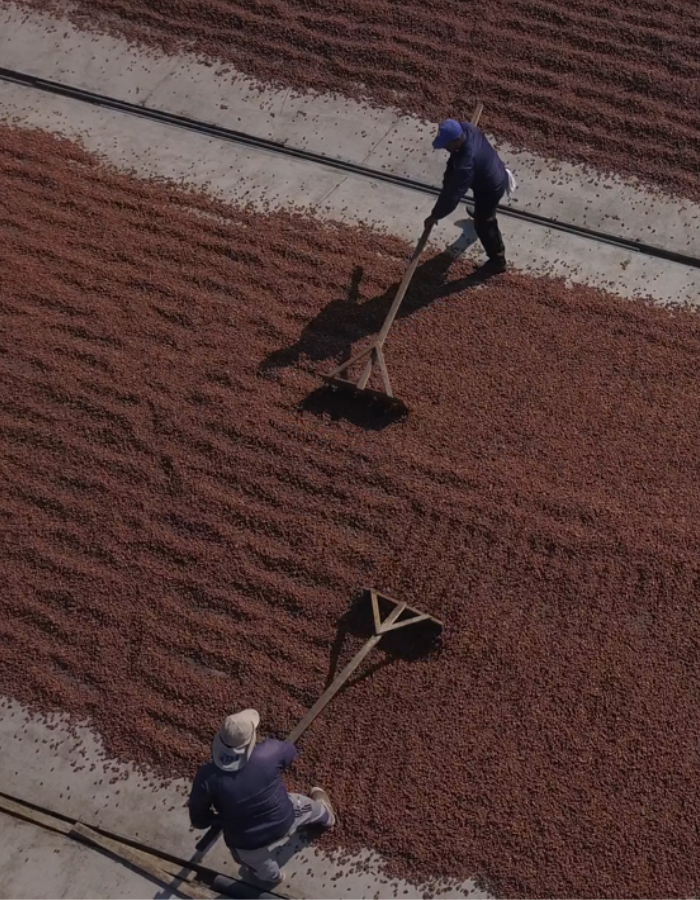 Direct from origin with Bahen & Co | Allpress Espresso