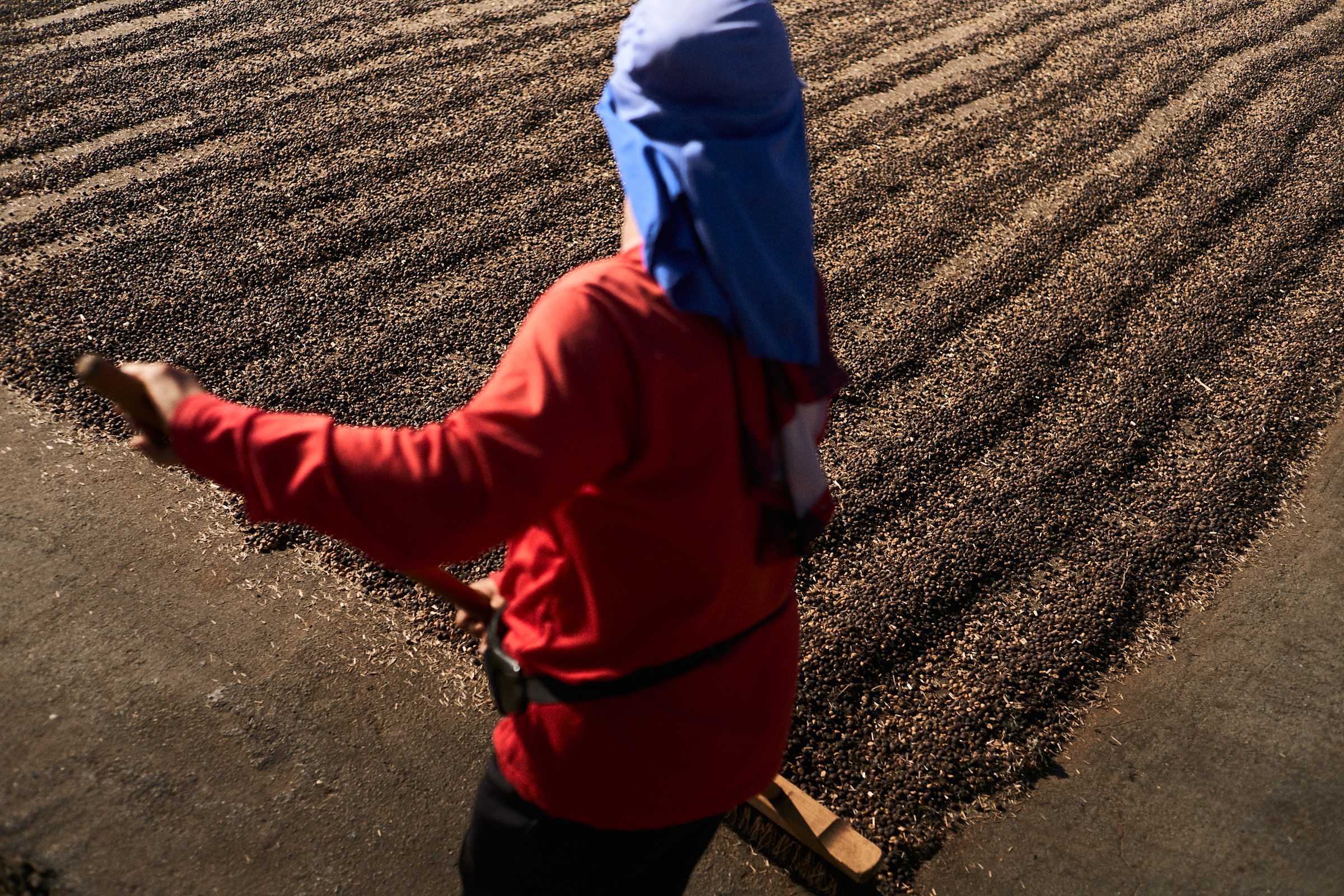 What is organic coffee? | Allpress Espresso