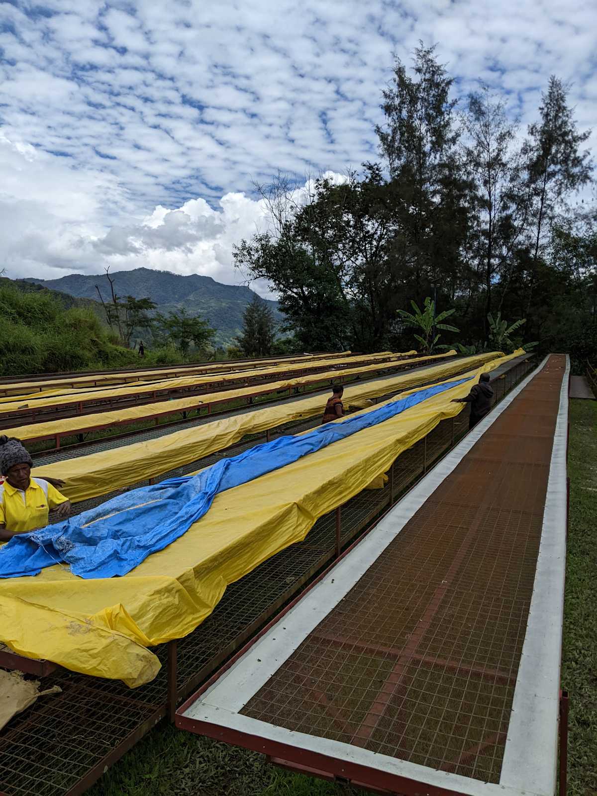 Producer Spotlight — Kongo Coffee | Allpress Espresso