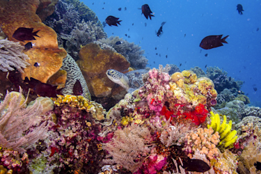 10 Environmental Project Ideas for High Schoolers | Polygence