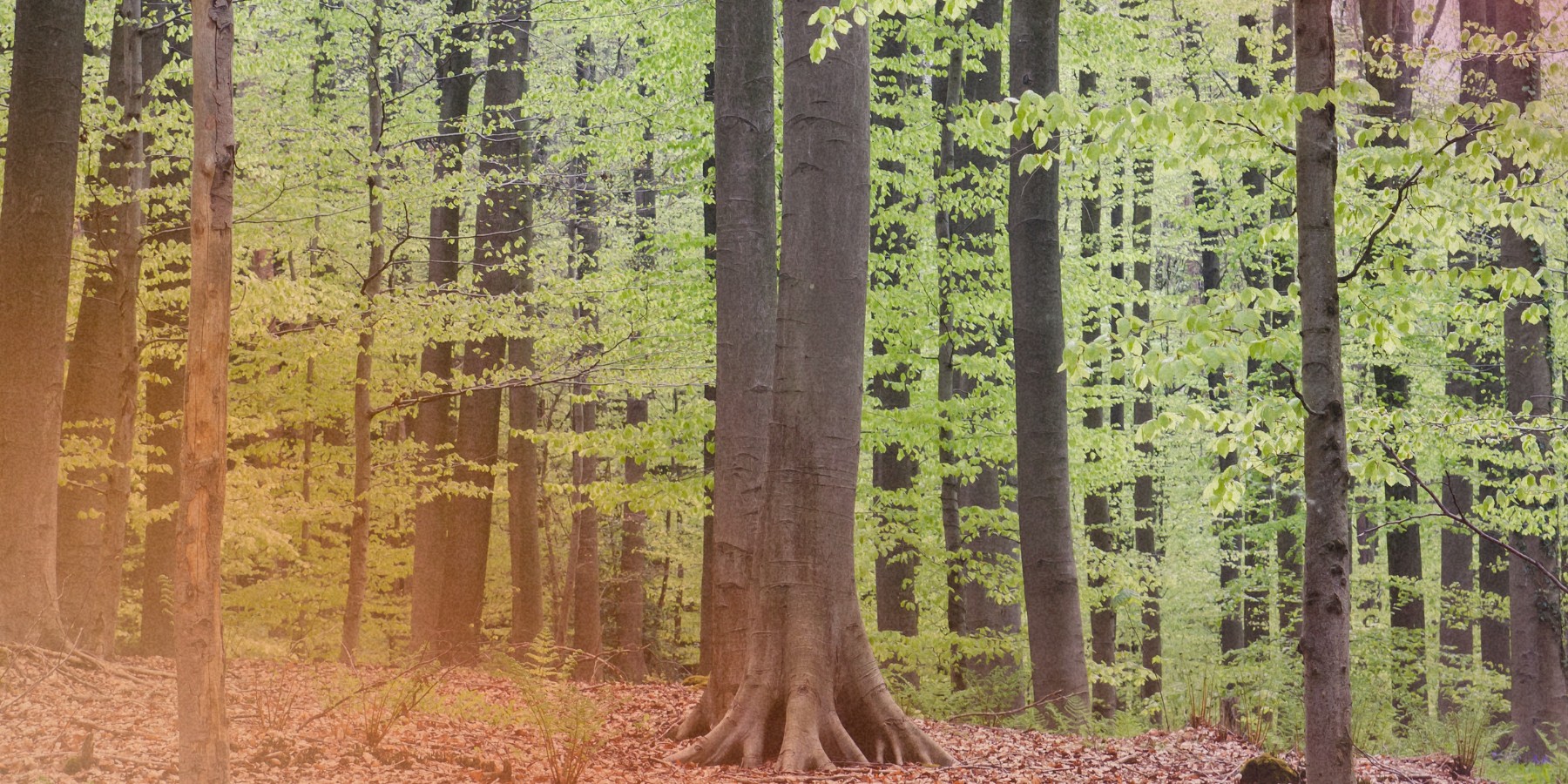 Research for Impact: Someone Has to Understand Beech Leaf Disease in ...