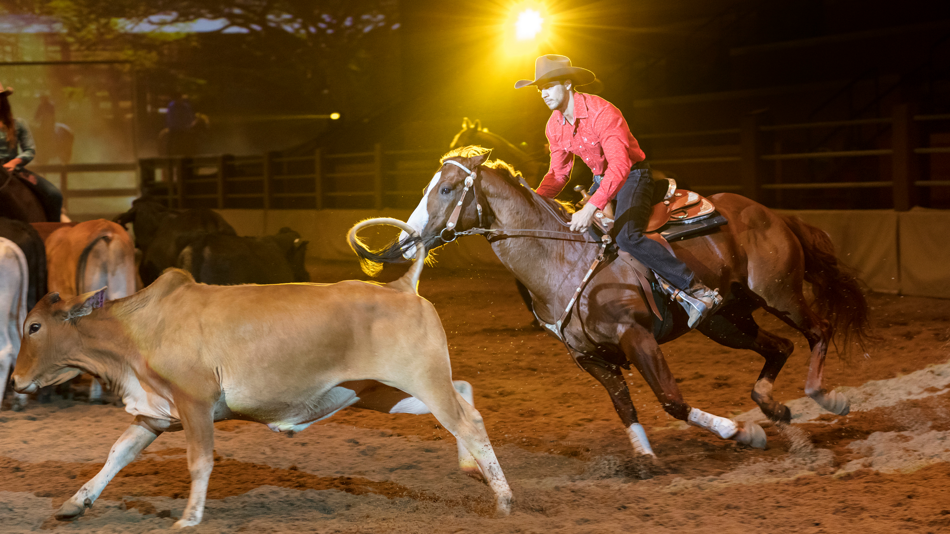 Top Gold Coast Attraction: Australian Outback Spectacular Show