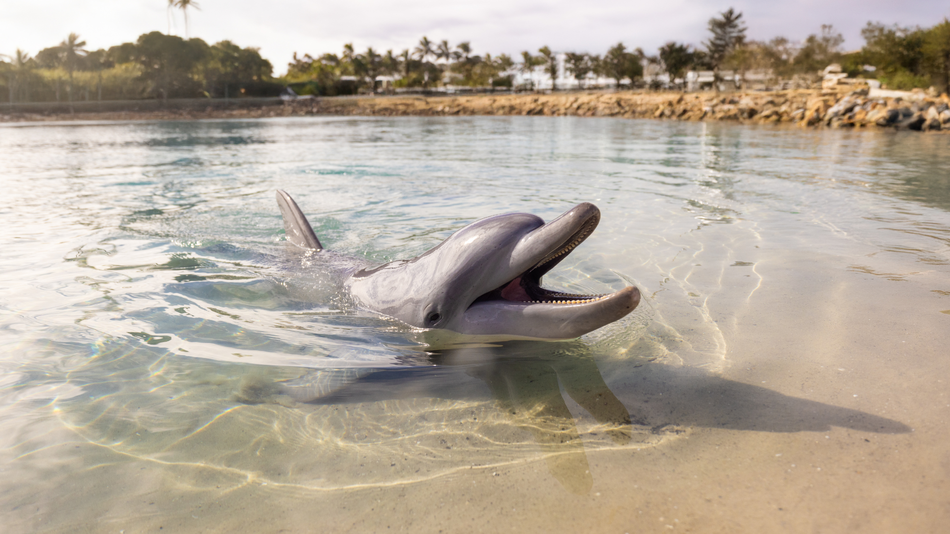 Animal Welfare at Sea World Gold Coast