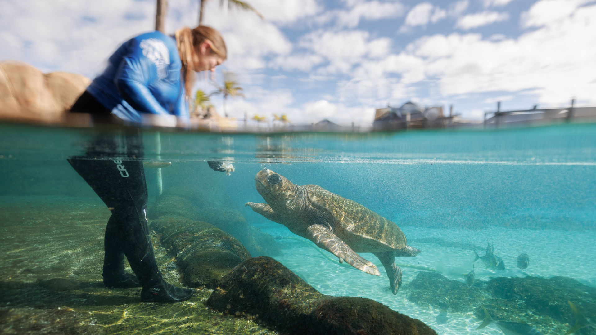 Fun Things to Do in Brisbane | Sea World Day Trips