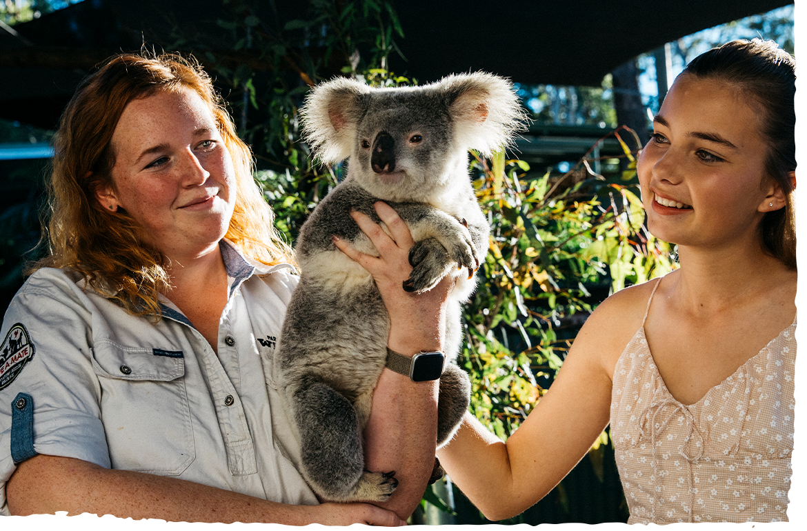 Koala Encounter | Feed & Meet Koalas on the Gold Coast