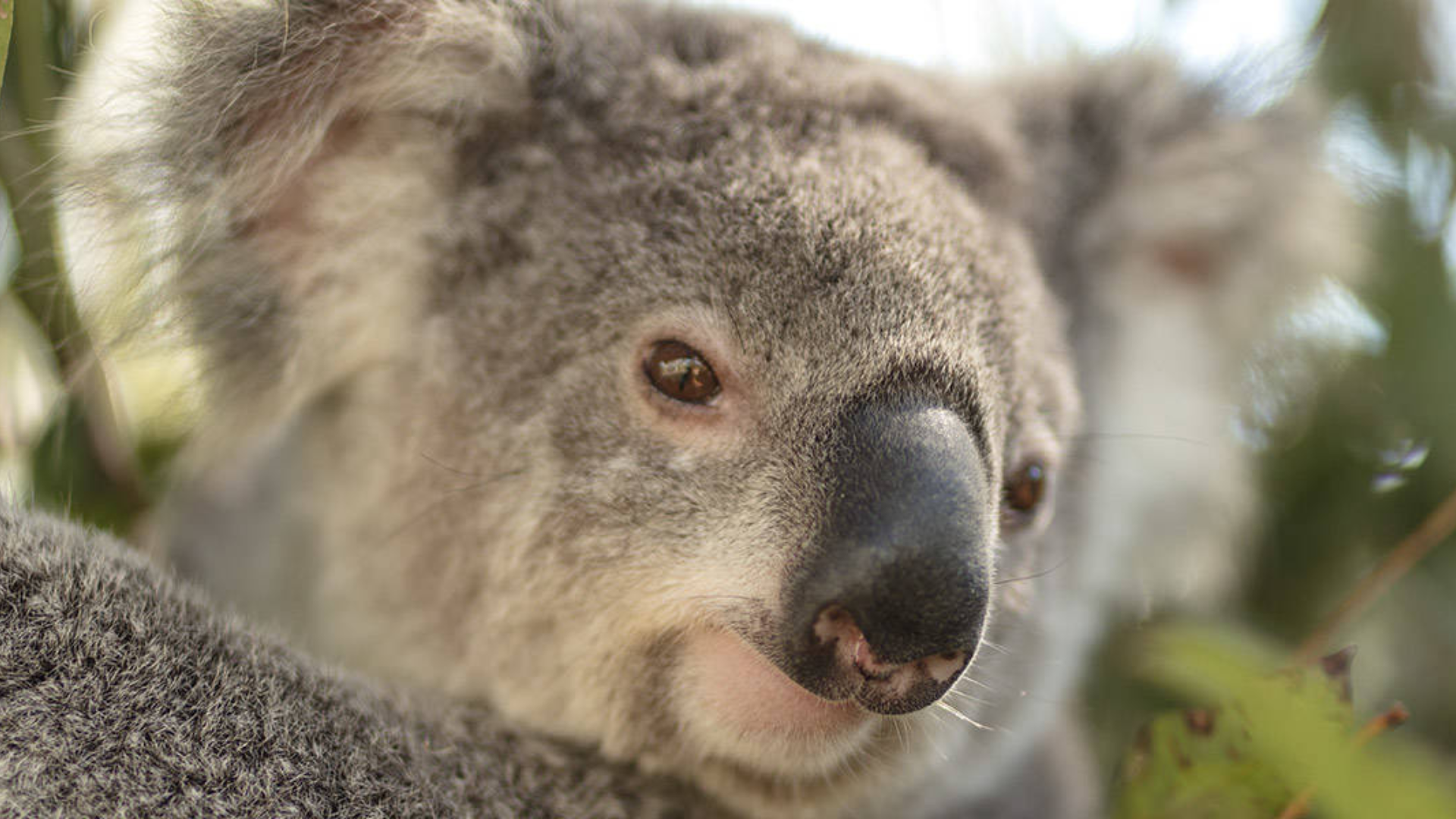 Toddler-Friendly Things to Do at Sea World Gold Coast