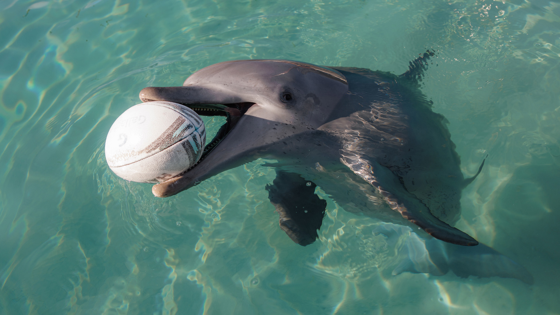 Marine Animals at Sea World Australia | Meet Sea Animals