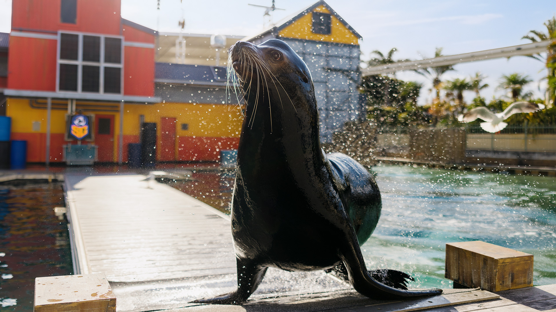 Sea World Animals | Marine Life Encounters & Shows