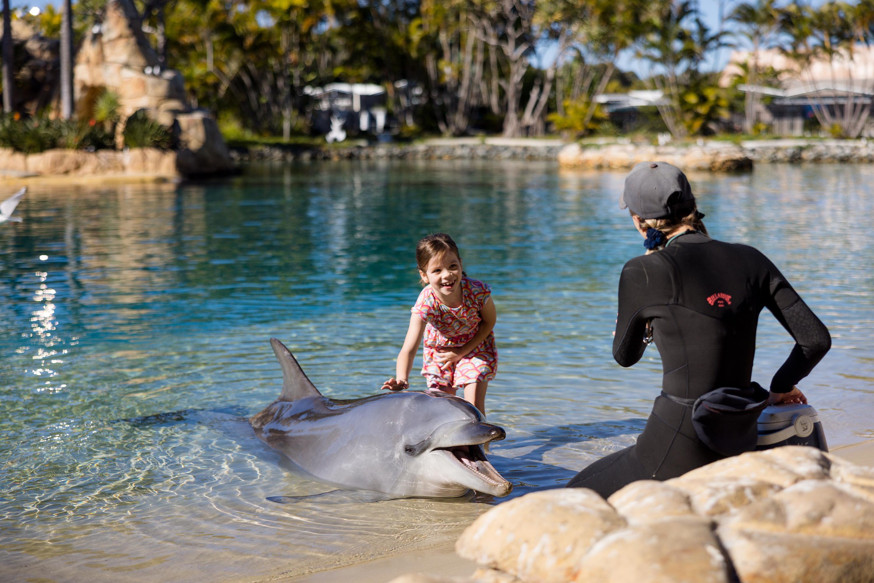 Dolphin Pat at Sea World Gold Coast