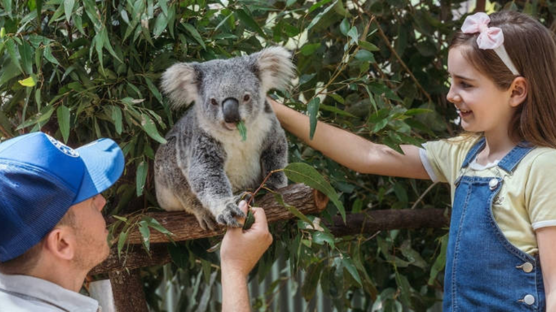 The Best Place to Encounter a Koala on the Gold Coast
