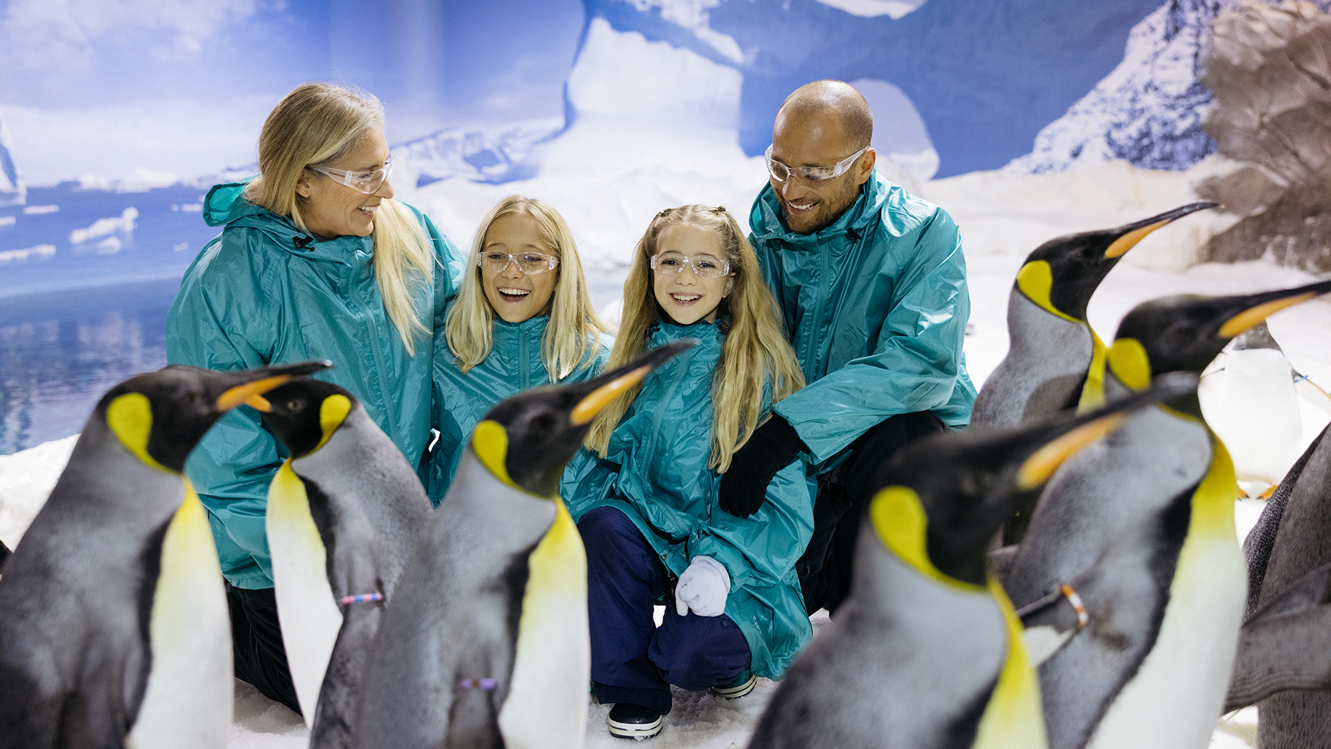 Dolphin Deep Water Adventure at Sea World Gold Coast