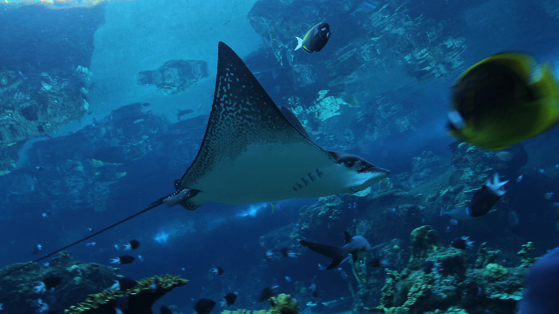 Sea World Animals | Marine Life Encounters & Shows