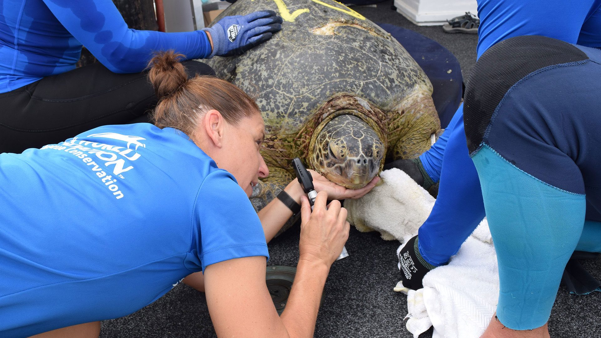 Griffith x SWF Turtle Health Assessment Study