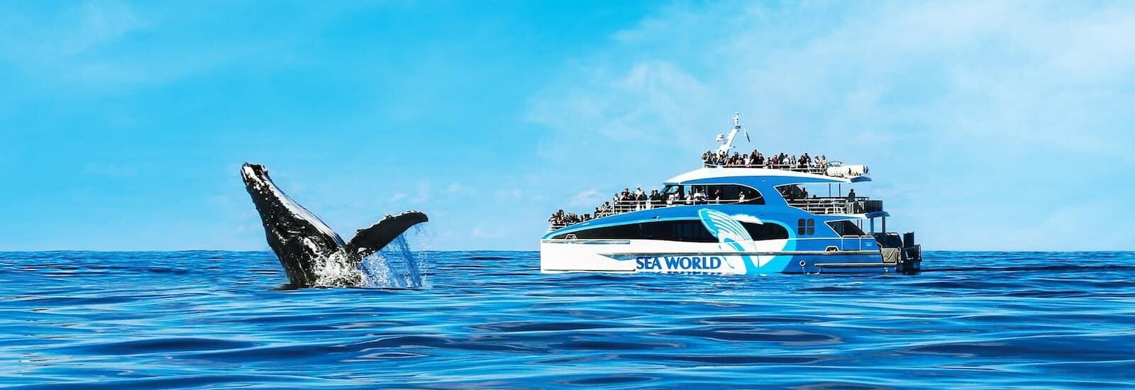 Sea World Tour | Sea World Gold Coast