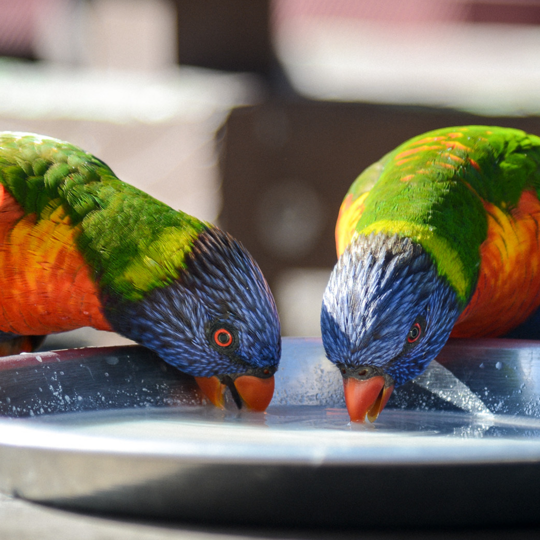 Meet Koalas, Kangaroos & More at Paradise Country