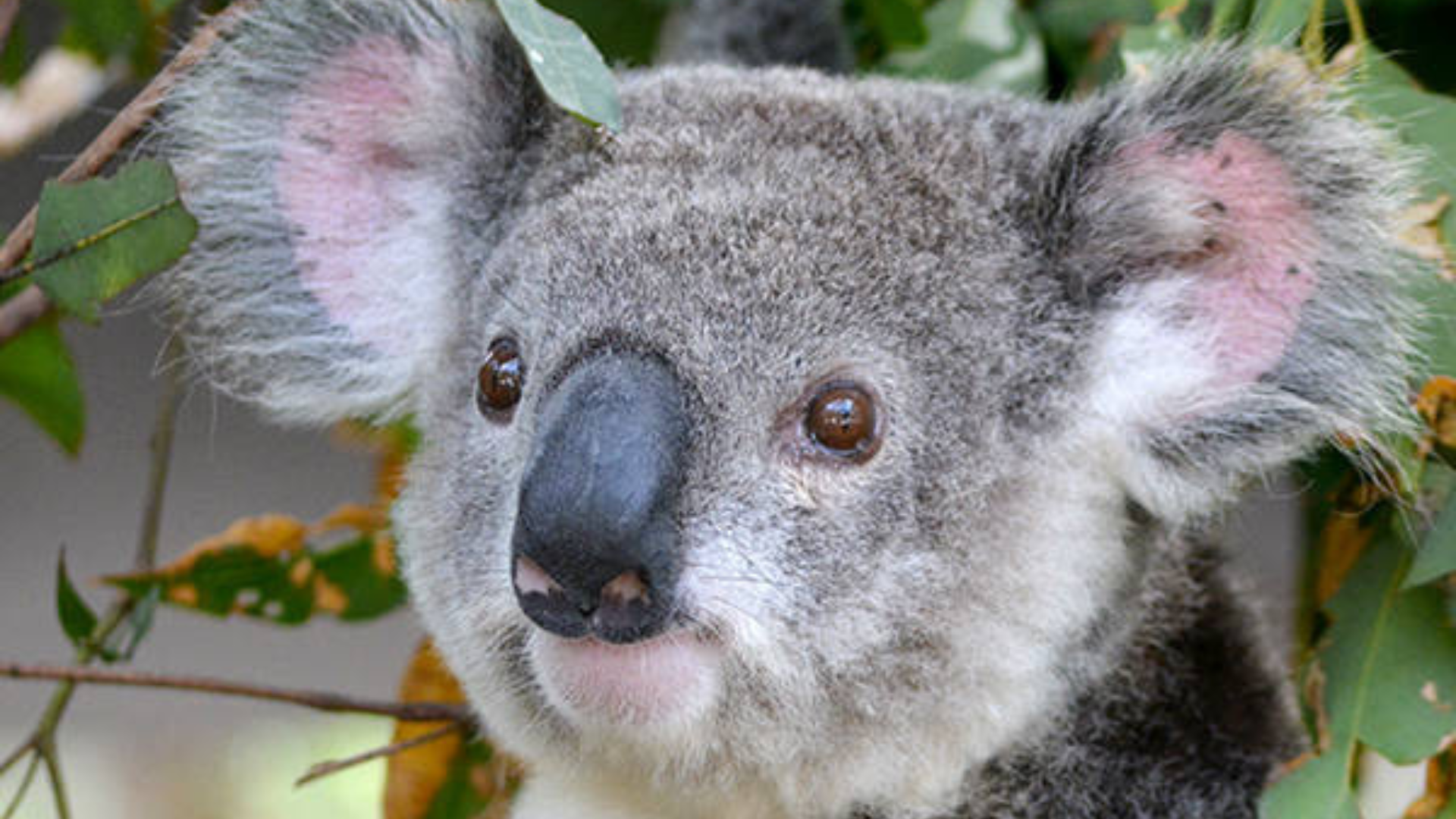 The Best Place to Encounter a Koala on the Gold Coast