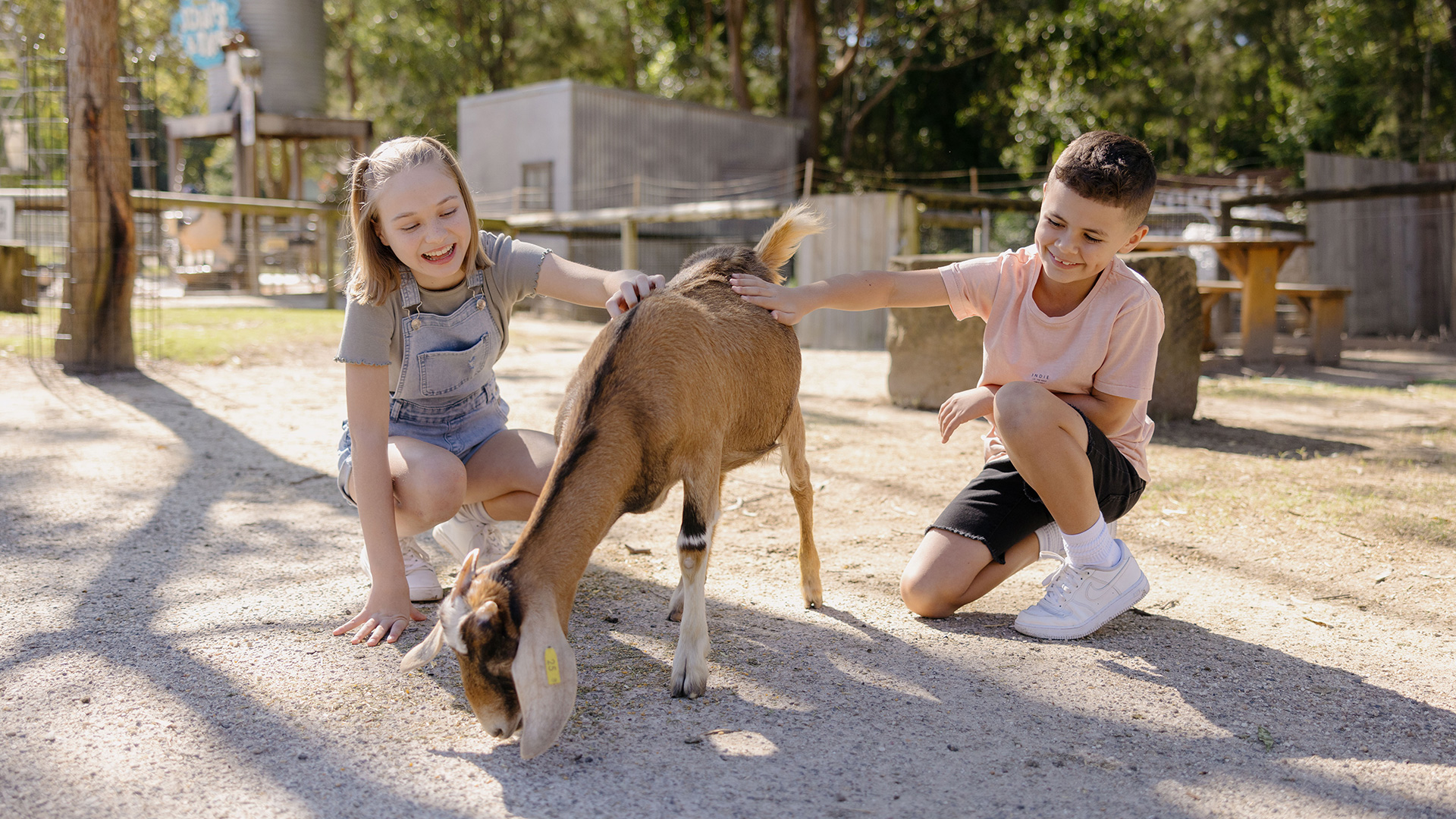 Meet Friendly Farm Animals at Paradise Country Gold Coast