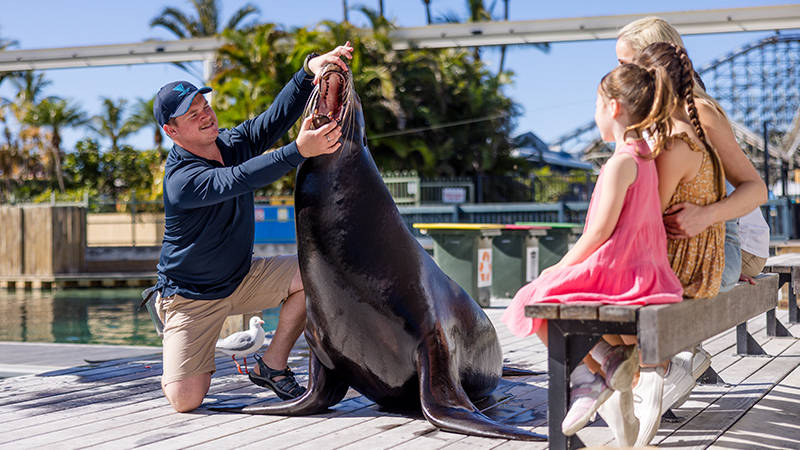 Sea World Gold Coast: Marine Life, Thrill Rides & Family Fun
