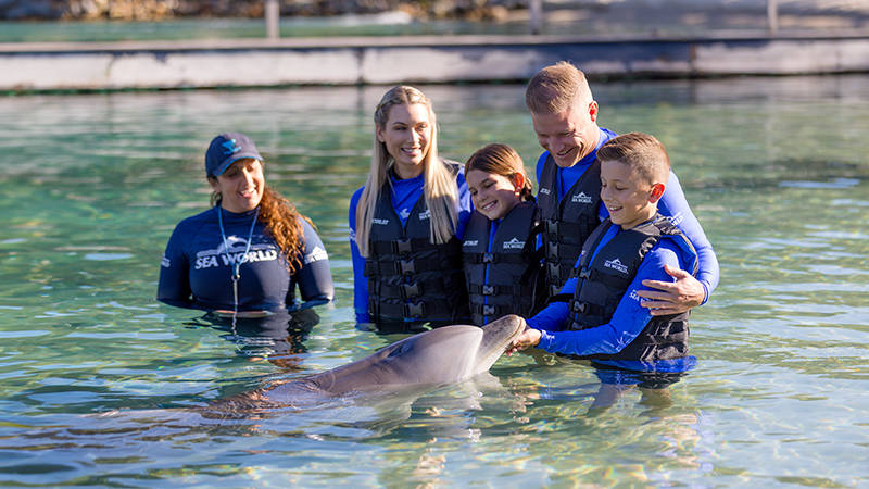 Seaworld Dolphins Swim