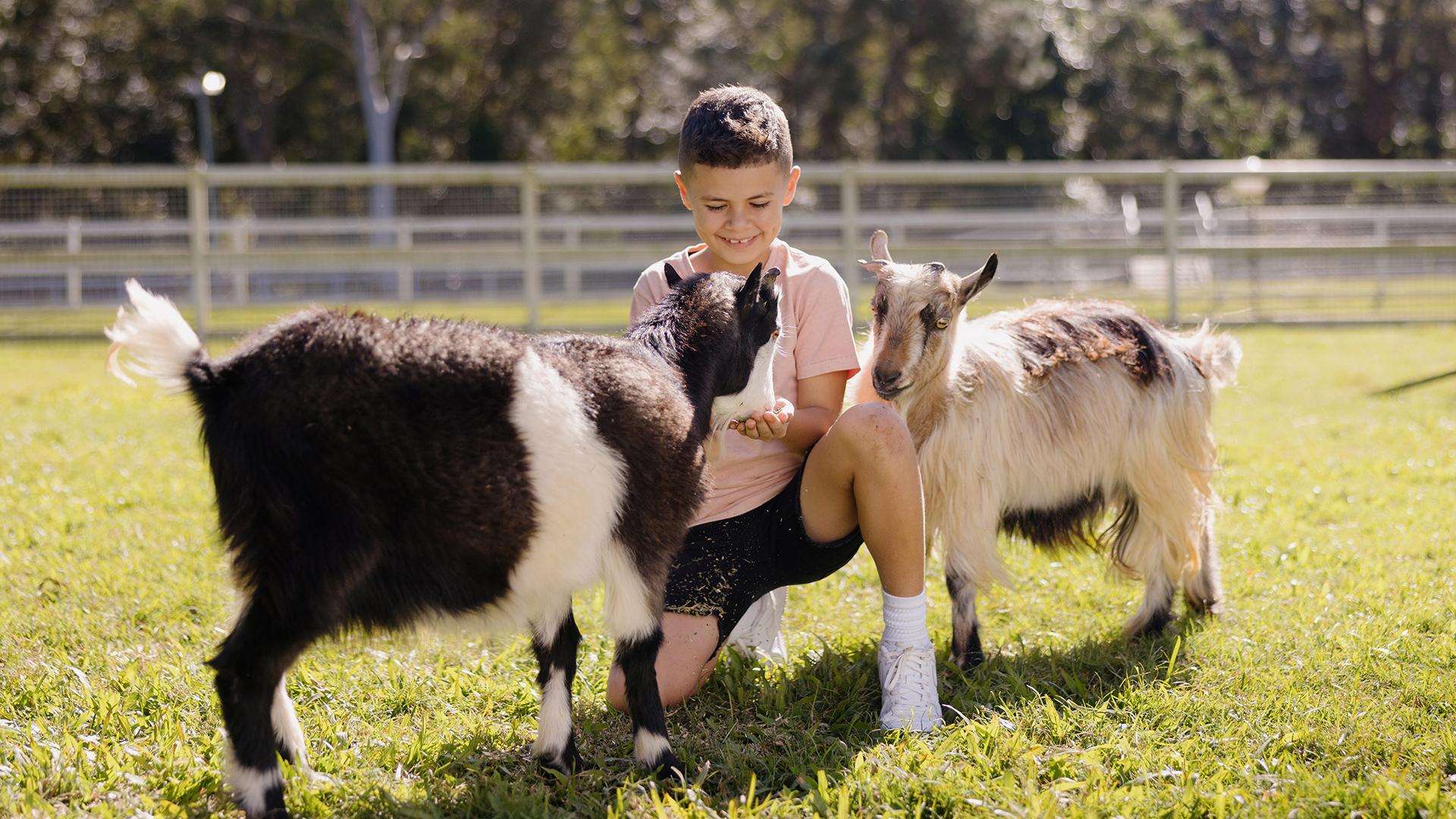 Meet Friendly Farm Animals at Paradise Country Gold Coast