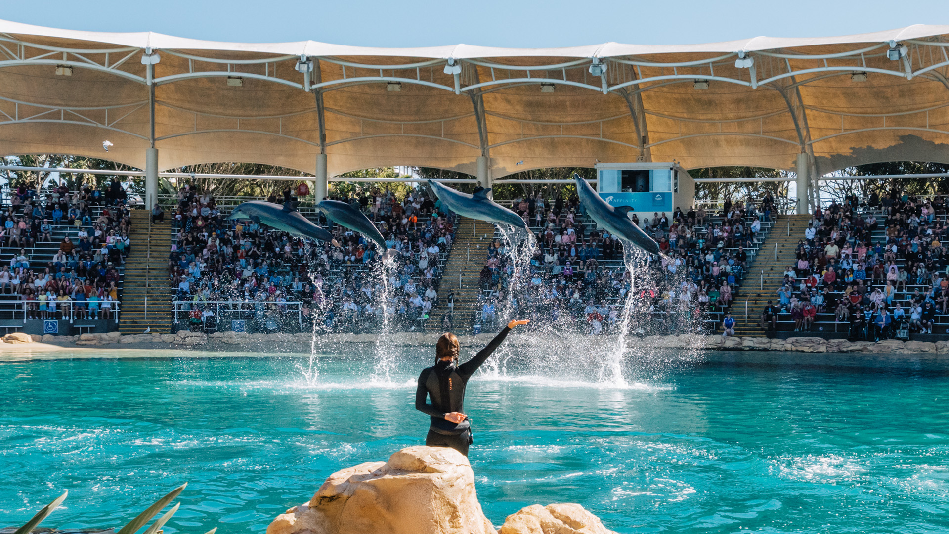 Affinity Dolphin Presentation at Sea World Gold Coast