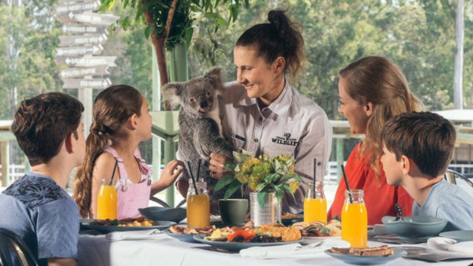 The Best Place to Encounter a Koala on the Gold Coast