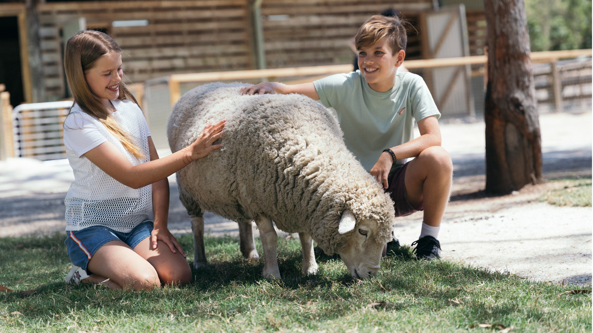 Meet Friendly Farm Animals at Paradise Country Gold Coast
