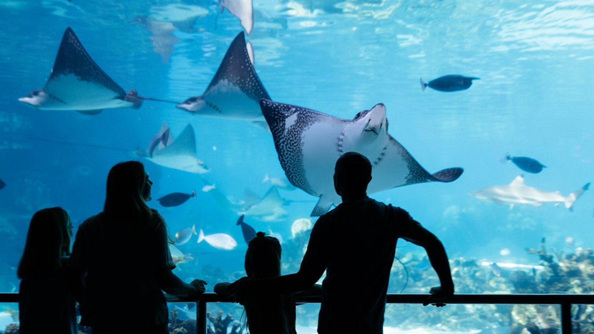 Shark Bay | Shark & Ray Encounters at Sea World