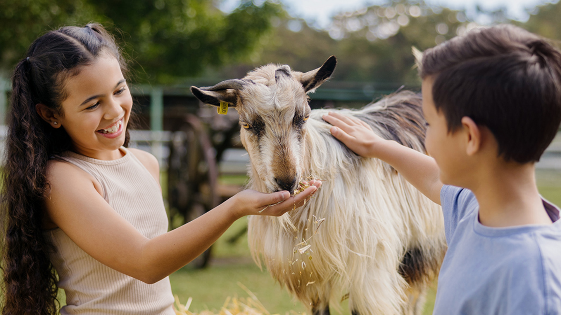 Meet Friendly Farm Animals at Paradise Country Gold Coast