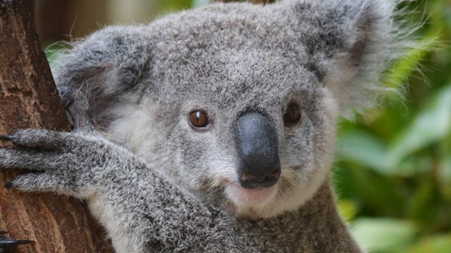 The Best Place to Encounter a Koala on the Gold Coast