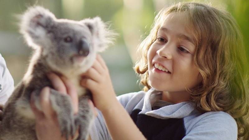 Koala Encounter | Feed & Meet Koalas on the Gold Coast