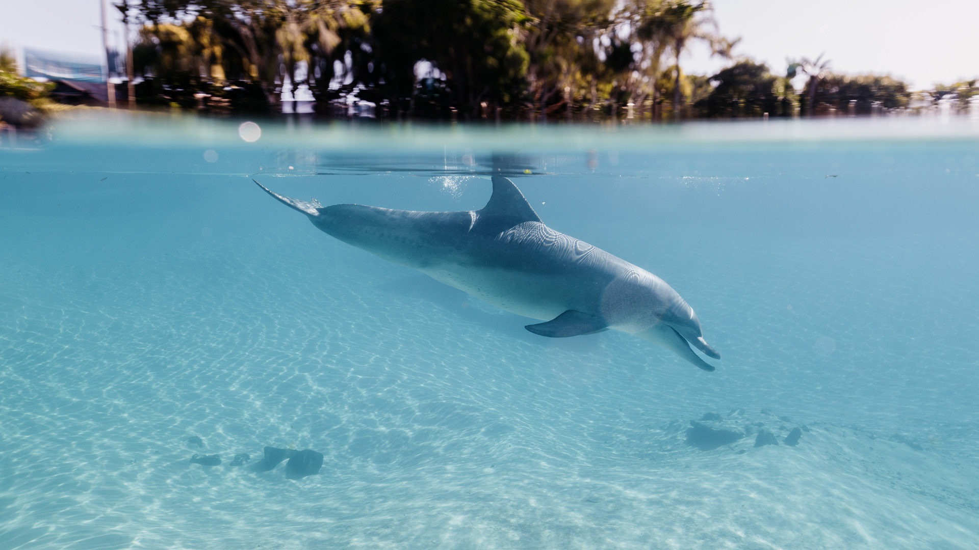 Fun Things to Do in Brisbane | Sea World Day Trips